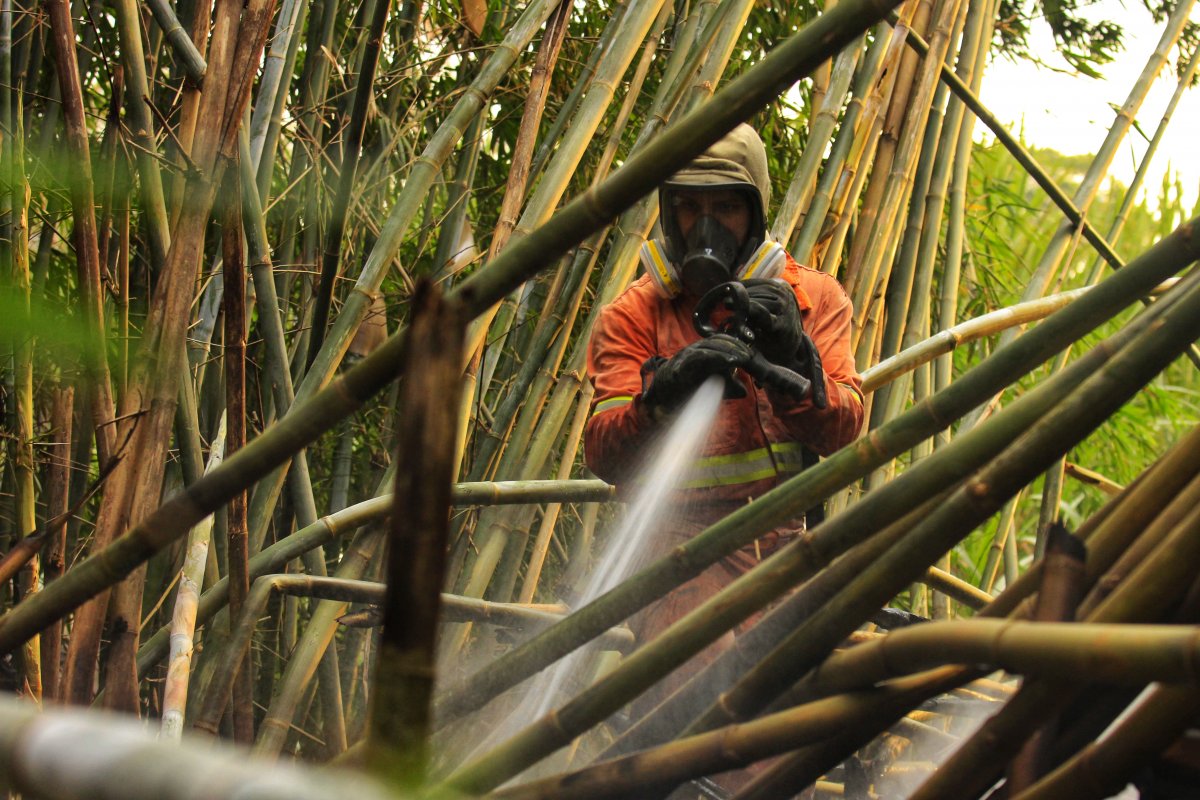 Queimadas estão sendo registradas quase todos os dias em Nova Veneza